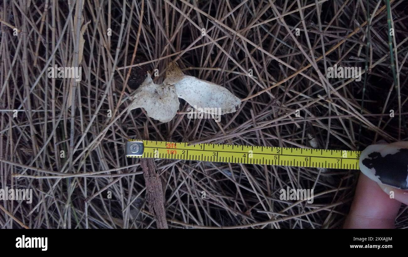 Virginia Opossum (Didelphis virginiana) Mammalia Stock Photo - Alamy