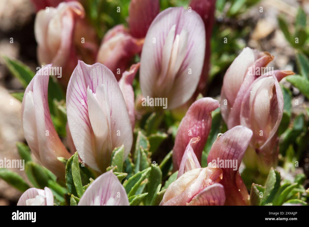 Dwarf Clover (Trifolium nanum) Plantae Stock Photo - Alamy