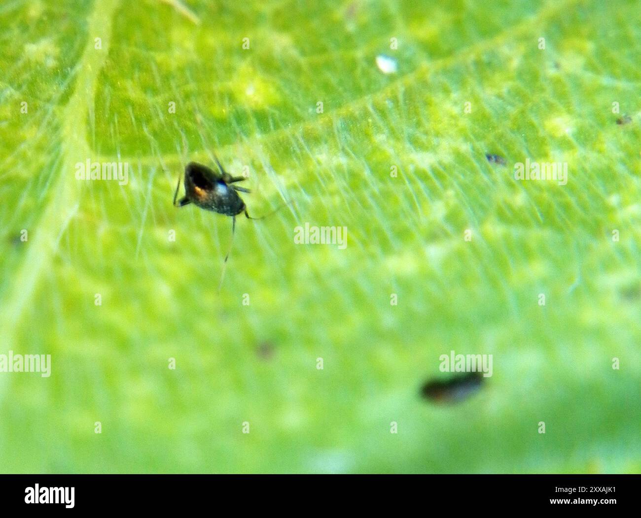 Garden Fleahopper (Microtechnites bractatus) Insecta Stock Photo - Alamy