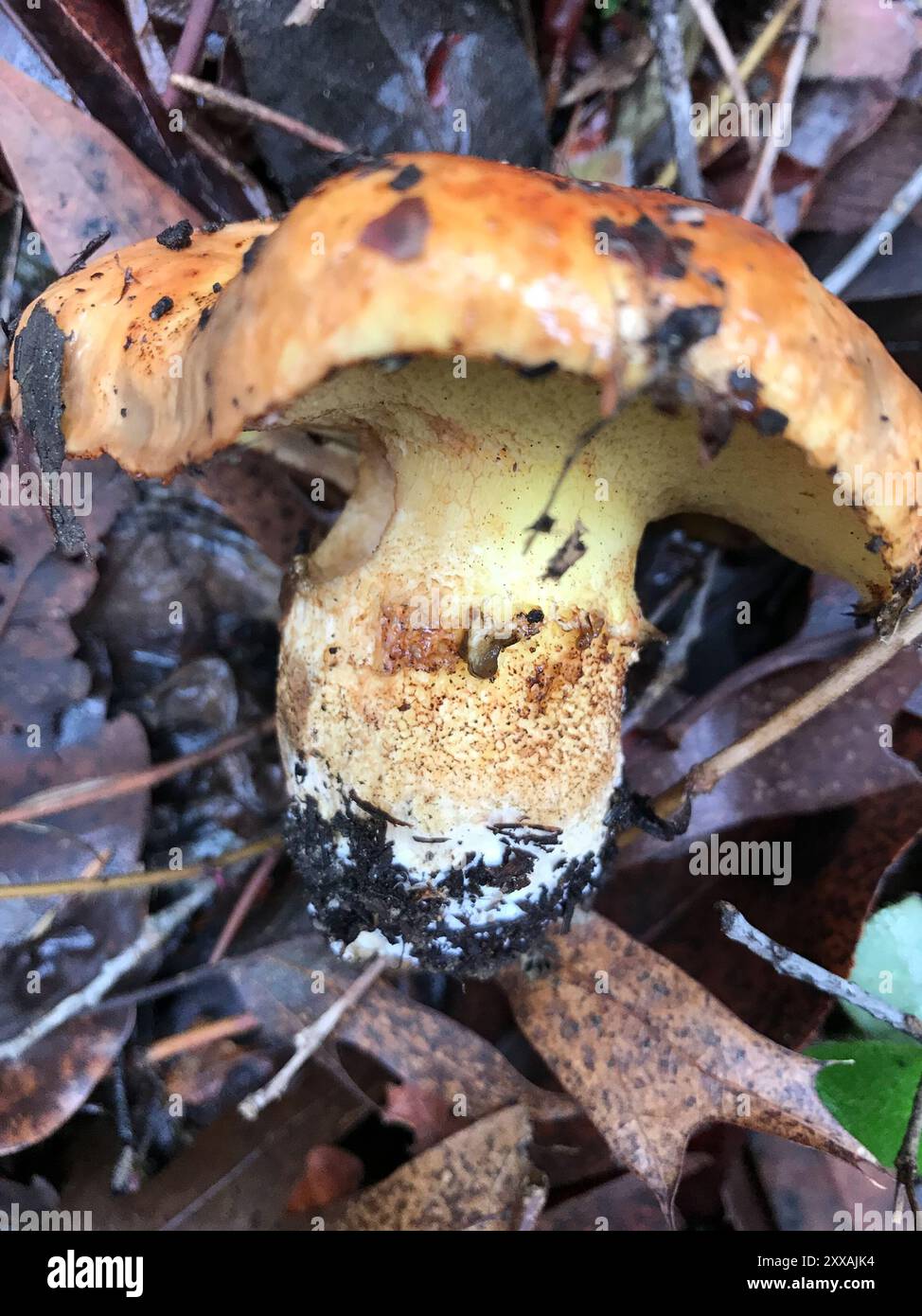 Slippery Jacks (Suillus) Fungi Stock Photo - Alamy