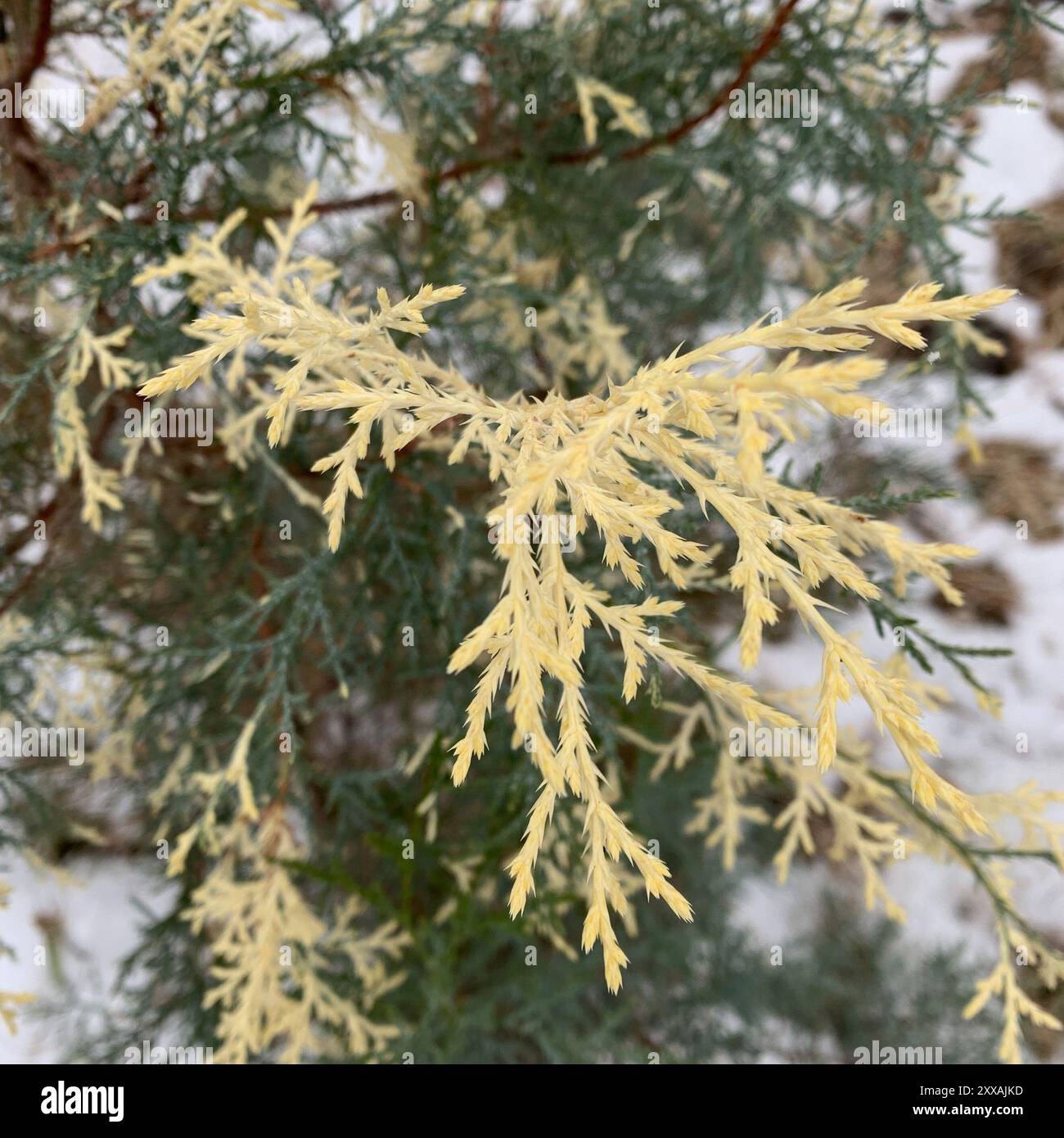 alligator juniper (Juniperus deppeana) Plantae Stock Photo - Alamy