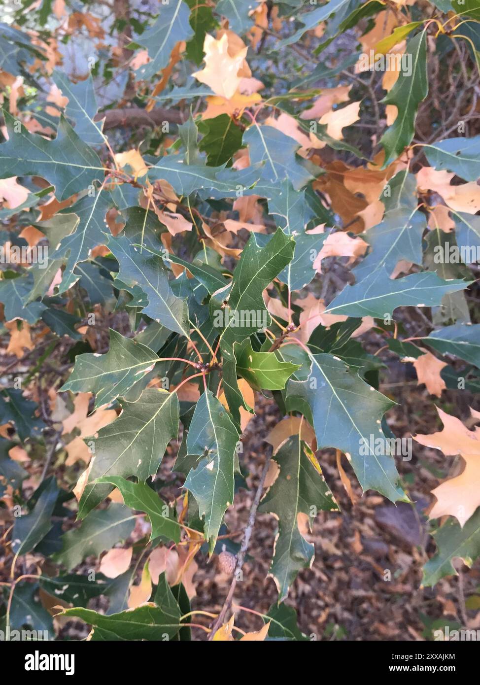 Chisos Red Oak (Quercus gravesii) Plantae Stock Photo - Alamy