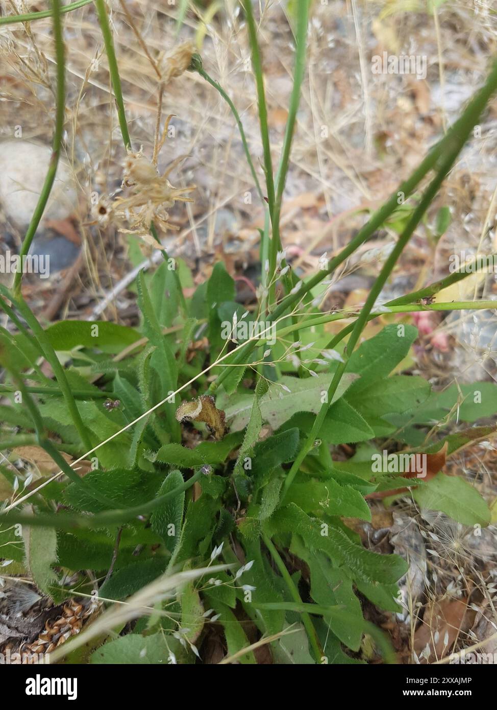 Common Cat's-ear (Hypochaeris radicata) Plantae Stock Photo - Alamy