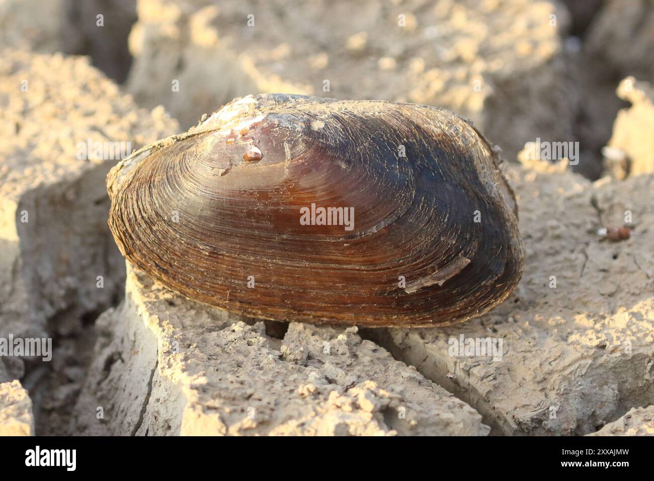 Purple Nacre Mussel (Alathyria pertexta) Mollusca Stock Photo - Alamy