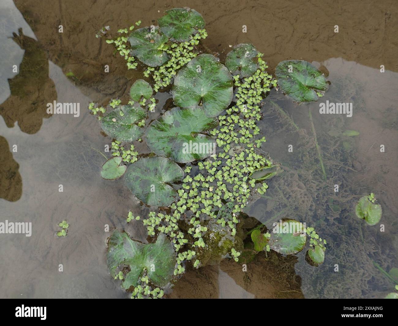 Crested Floating Heart (Nymphoides cristata) Plantae Stock Photo - Alamy