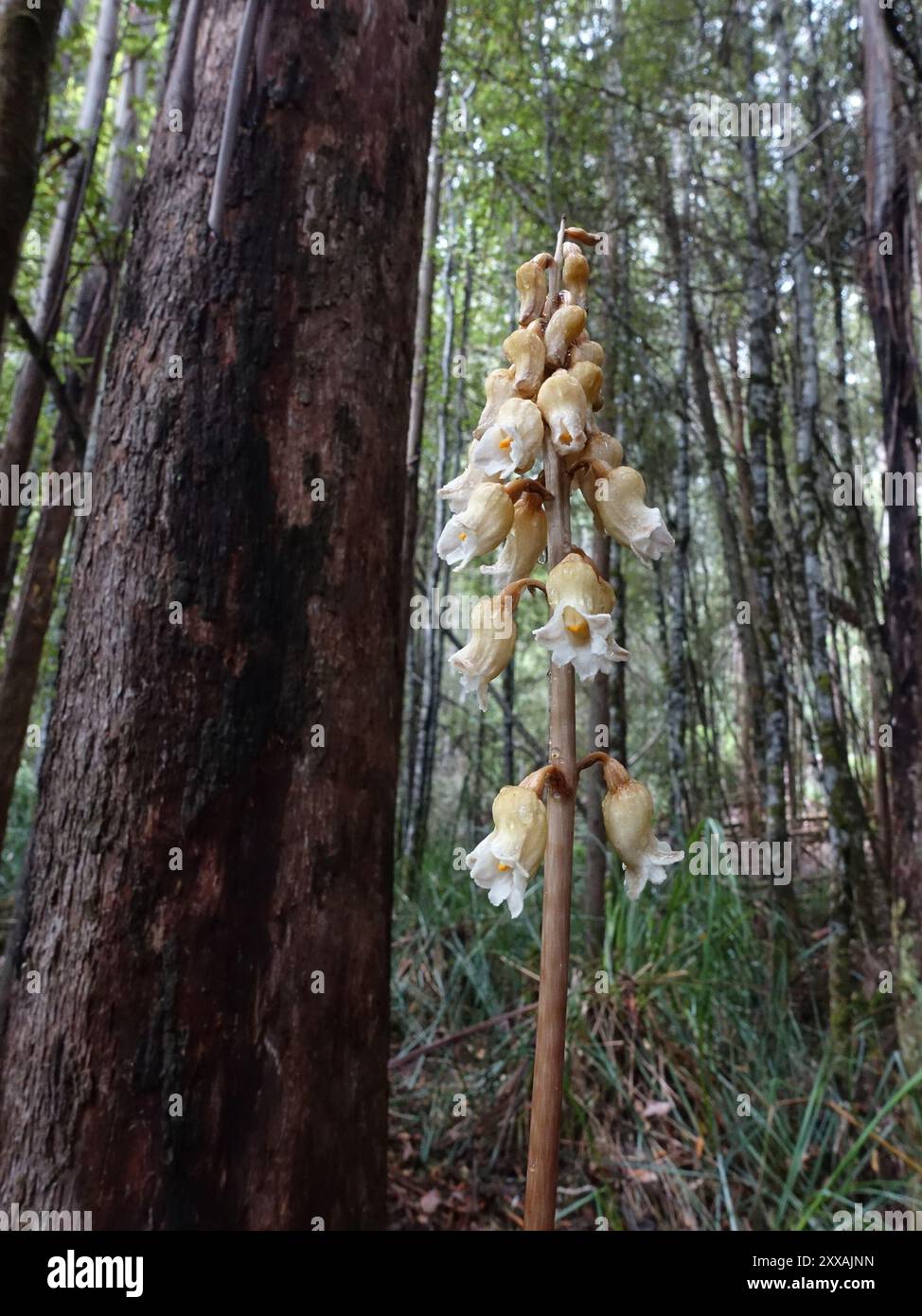 tall potato orchid (Gastrodia procera) Plantae Stock Photo - Alamy