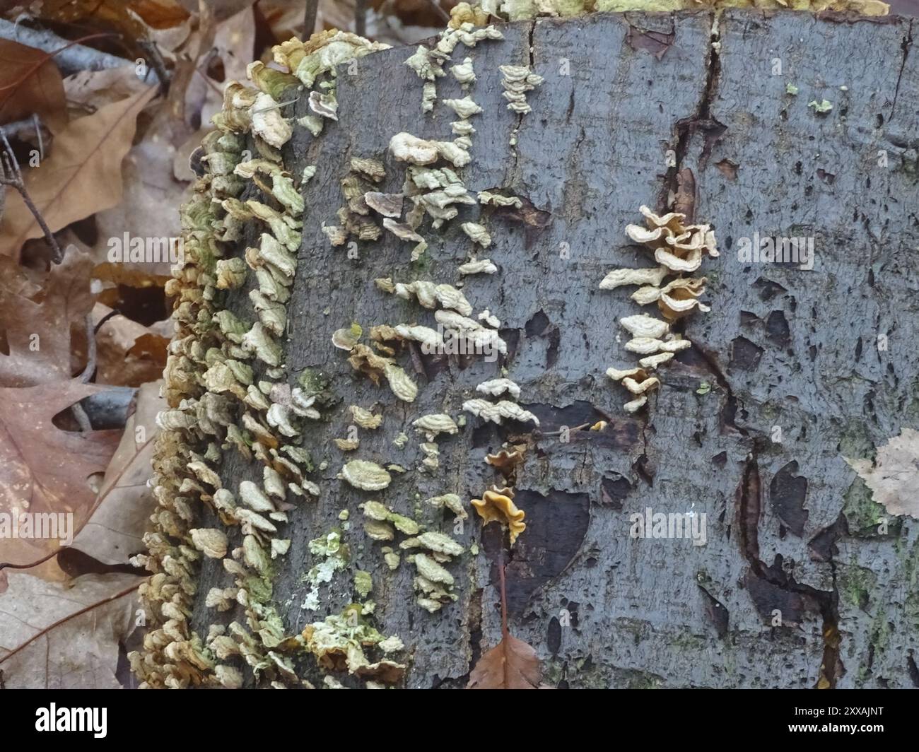 shelf fungi (Polyporales) Fungi Stock Photo - Alamy
