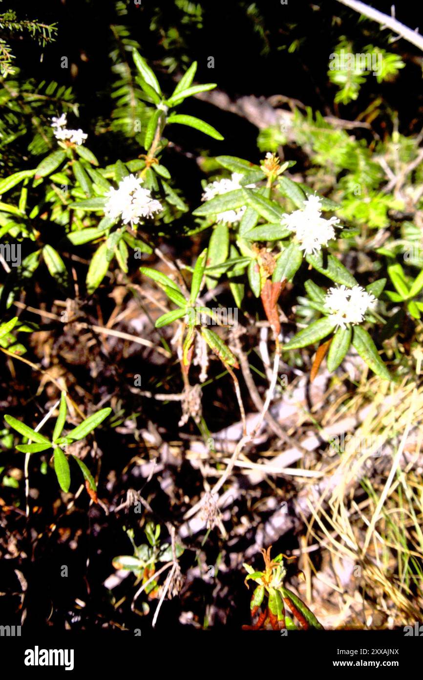 Bog Labrador Tea (Rhododendron groenlandicum) Plantae Stock Photo - Alamy