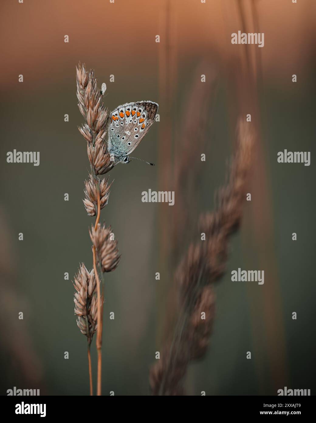 A butterfly (Lycaenidae) rests on a blade of grass after sunset. The ...
