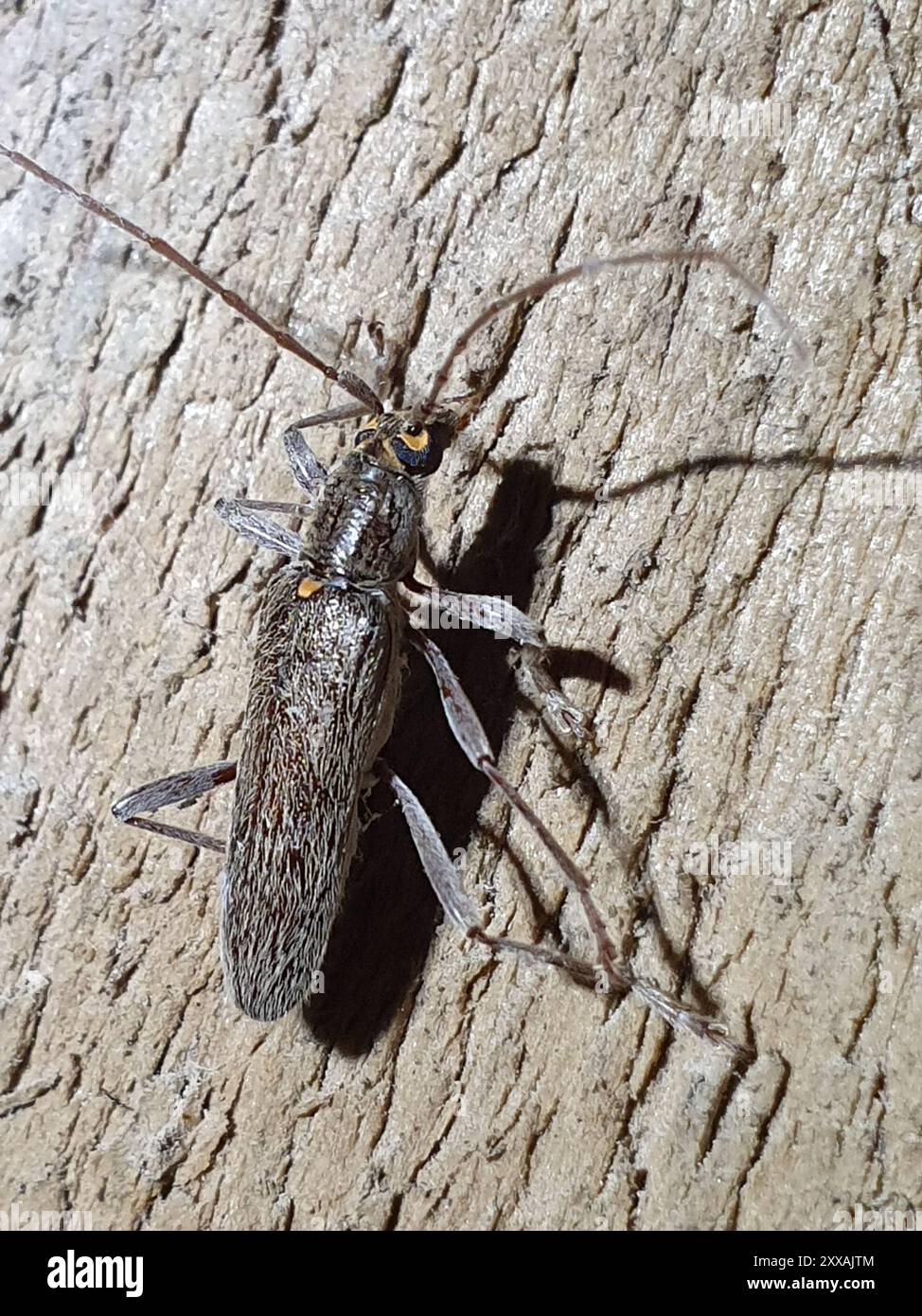 Lemon tree borer (Oemona hirta) Insecta Stock Photo - Alamy