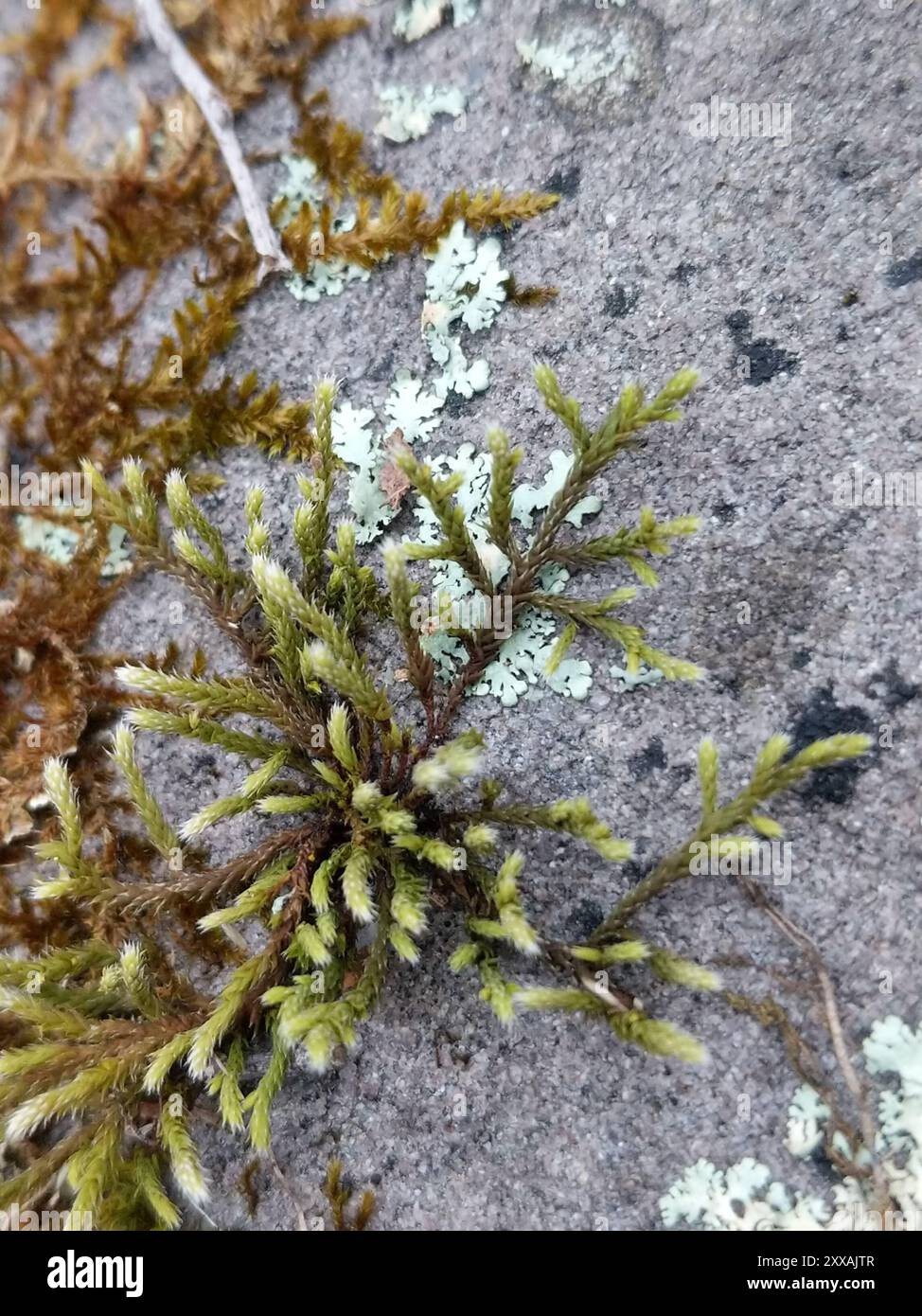 joint-toothed mosses (Bryopsida) Plantae Stock Photo - Alamy