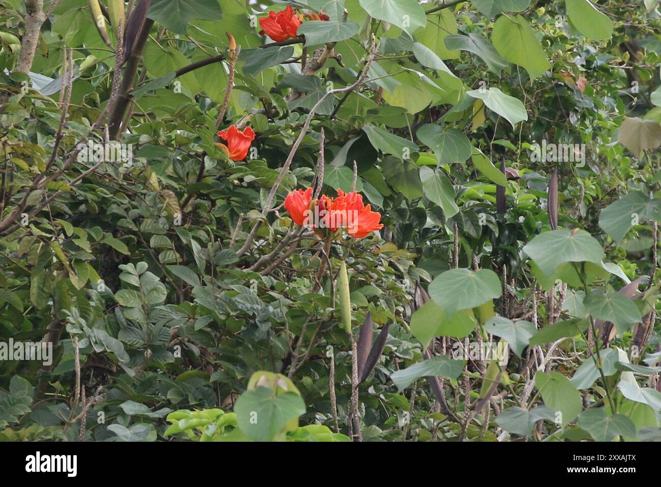 African tulip tree (Spathodea campanulata) Plantae Stock Photo - Alamy