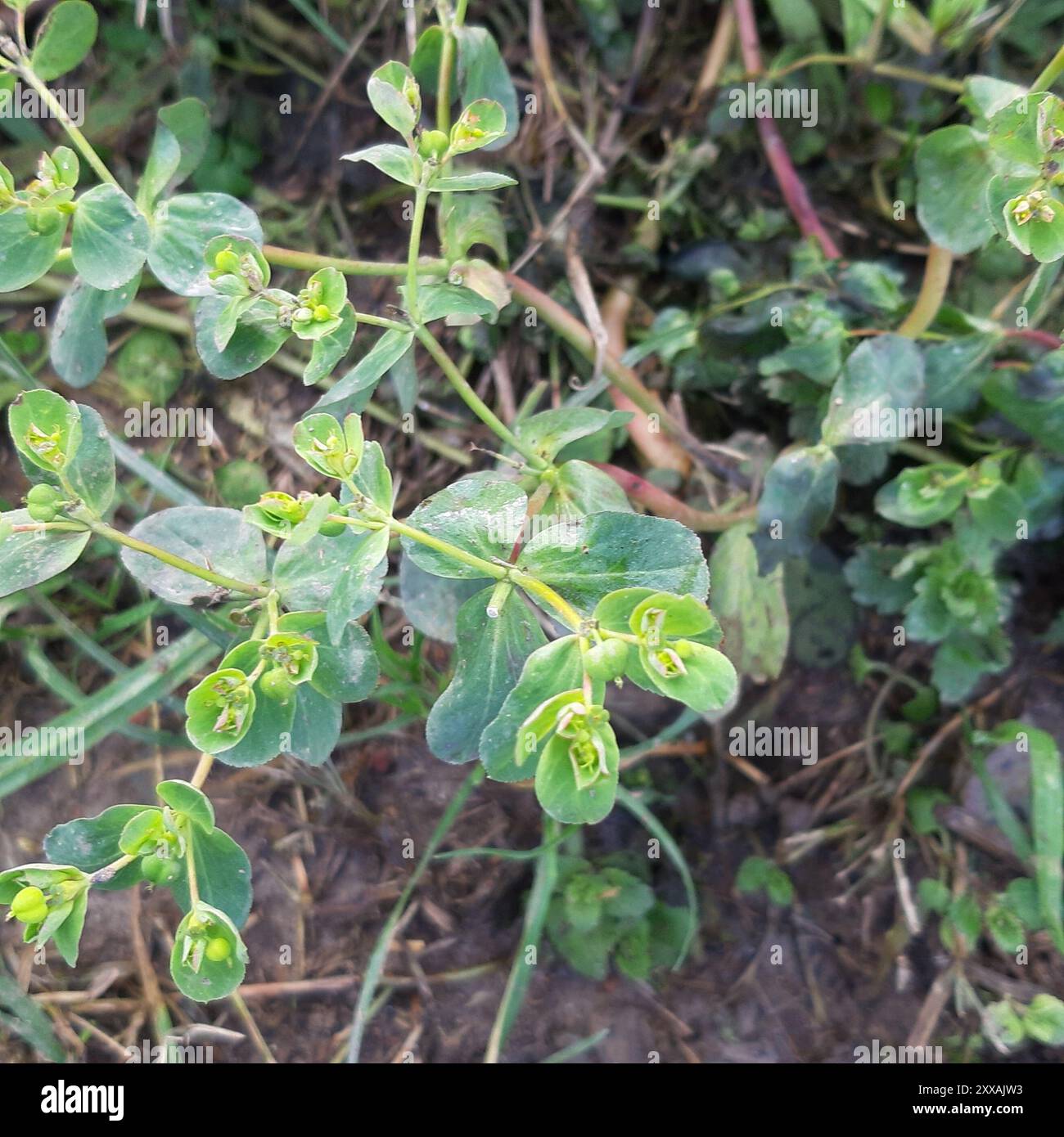Sun spurge (Euphorbia helioscopia) Plantae Stock Photo - Alamy