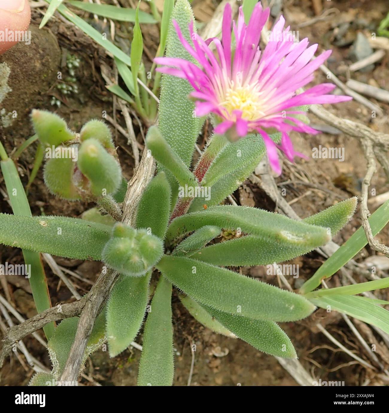 Fire Sheepfig (Delosperma sutherlandii) Plantae Stock Photo - Alamy
