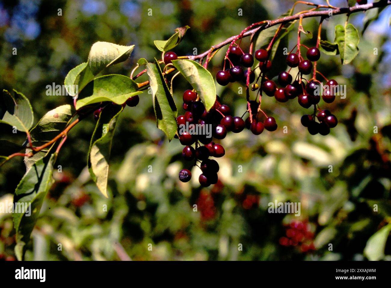 chokecherry (Prunus virginiana) Plantae Stock Photo - Alamy