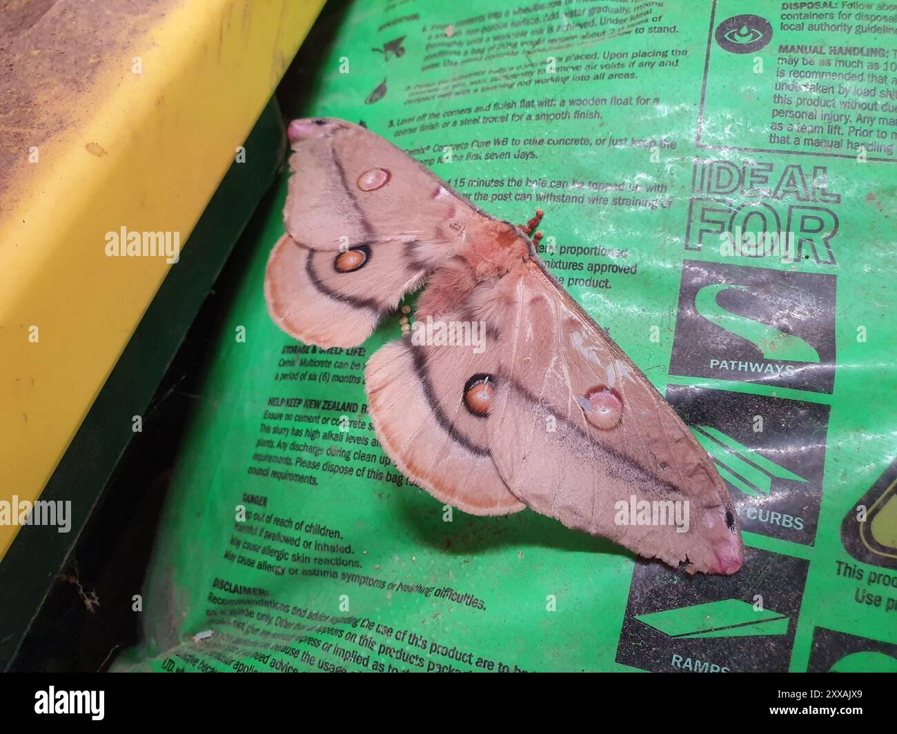 Emperor Gum Moth (Opodiphthera eucalypti) Insecta Stock Photo - Alamy