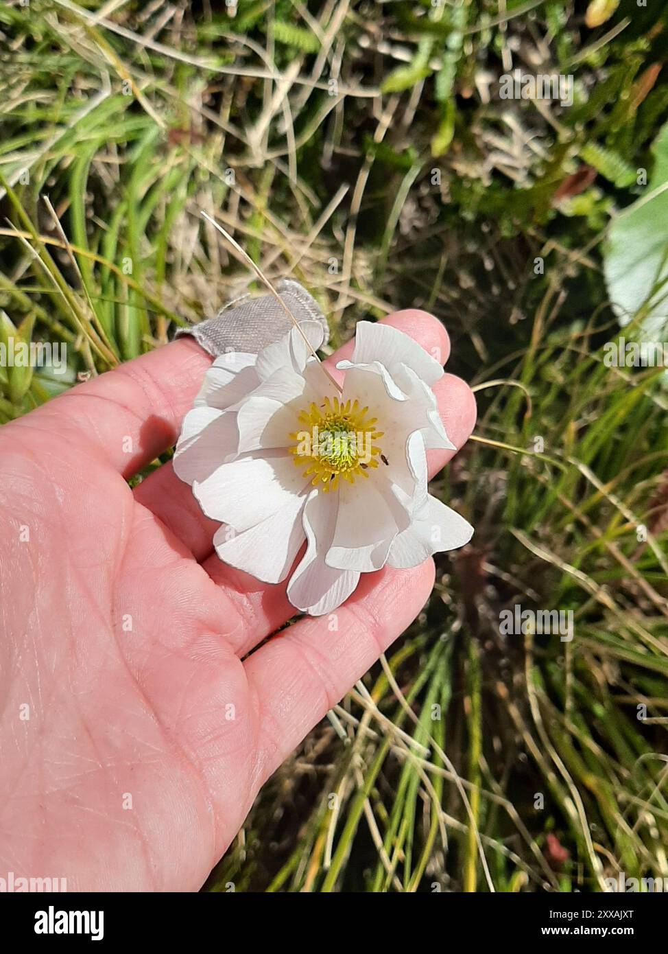 Mount Cook lily (Ranunculus lyallii) Plantae Stock Photo - Alamy