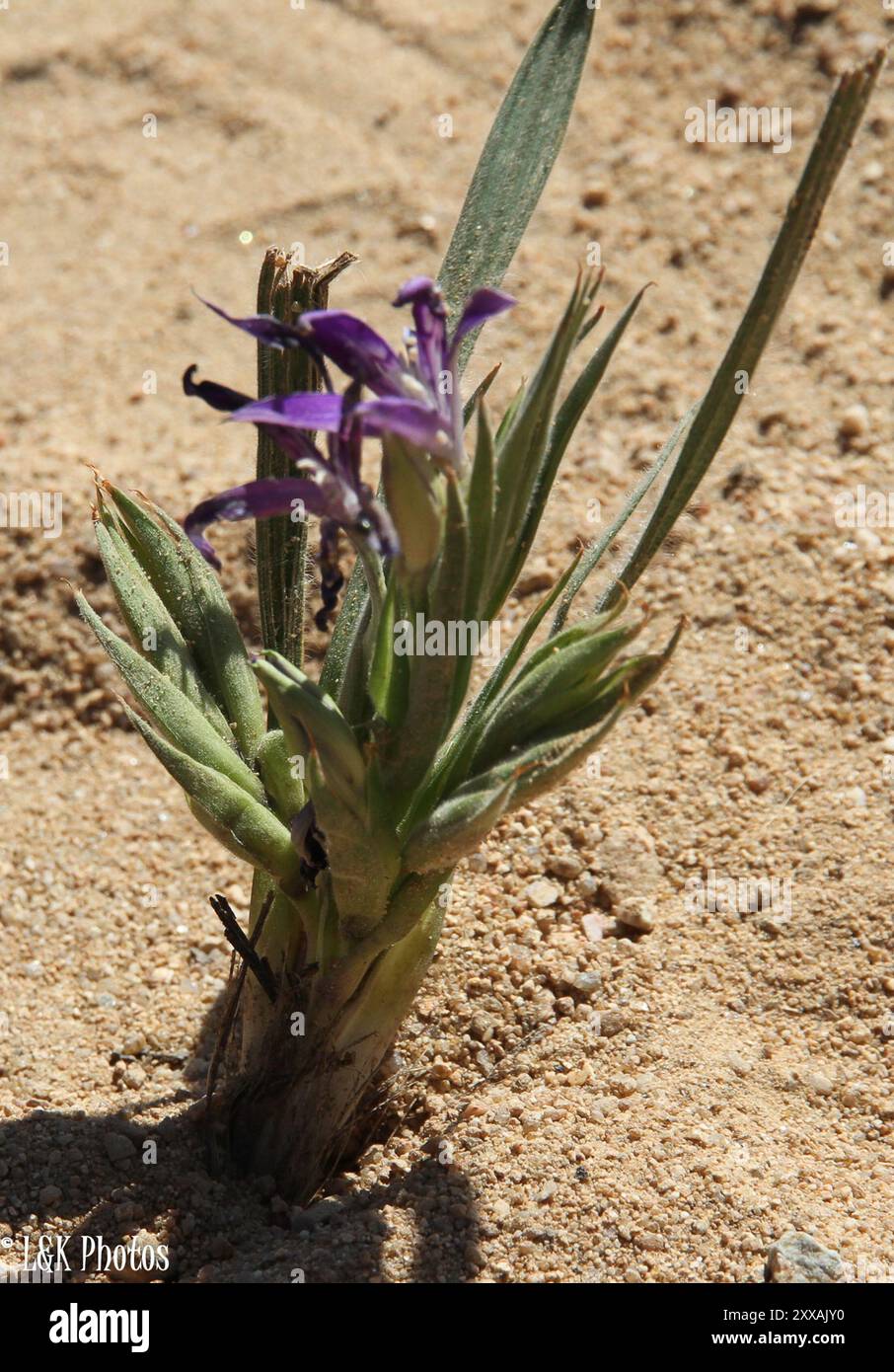 Baboon Root (Babiana) Plantae Stock Photo - Alamy