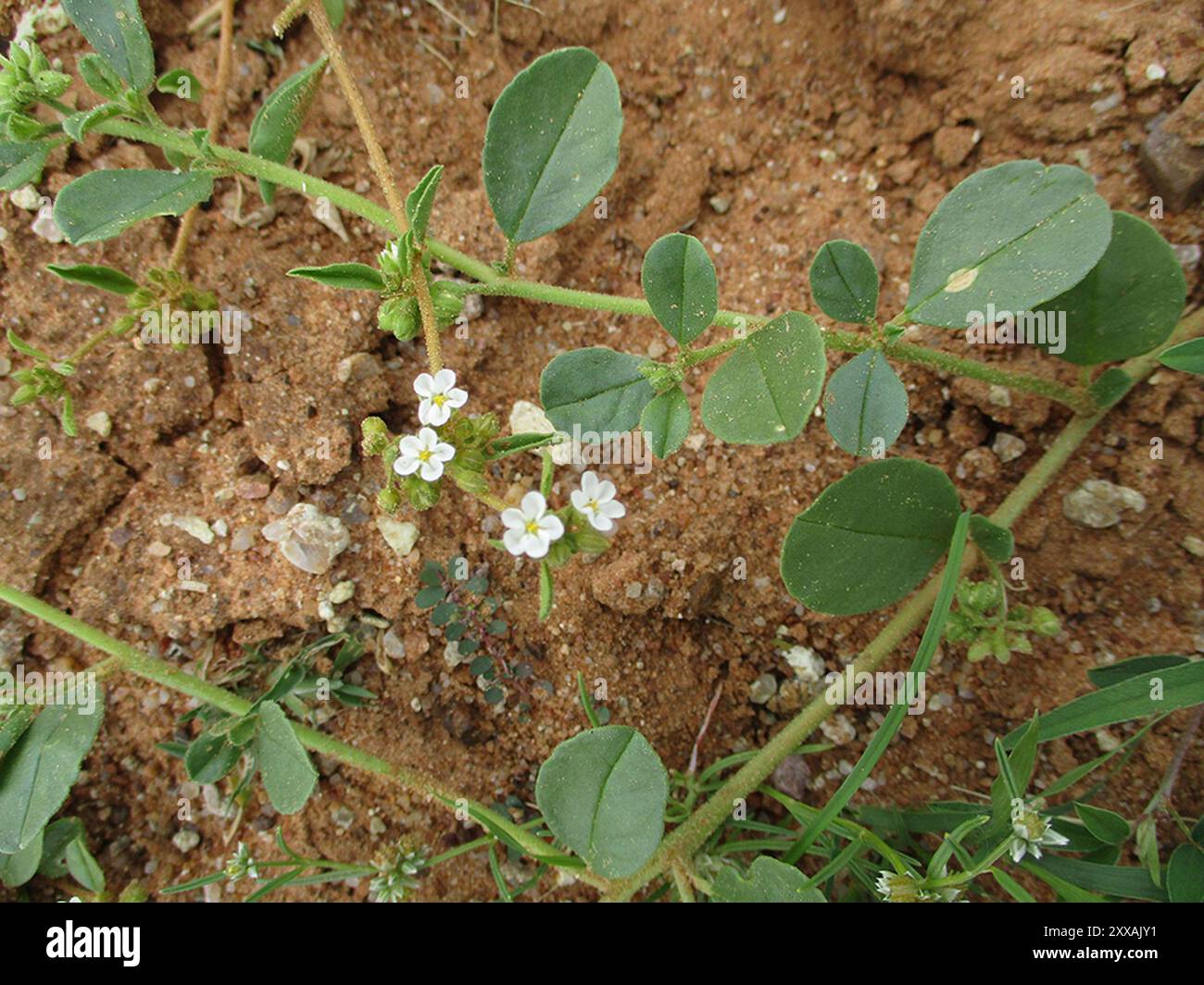 (Limeum viscosum transvaalense) Plantae Stock Photo - Alamy