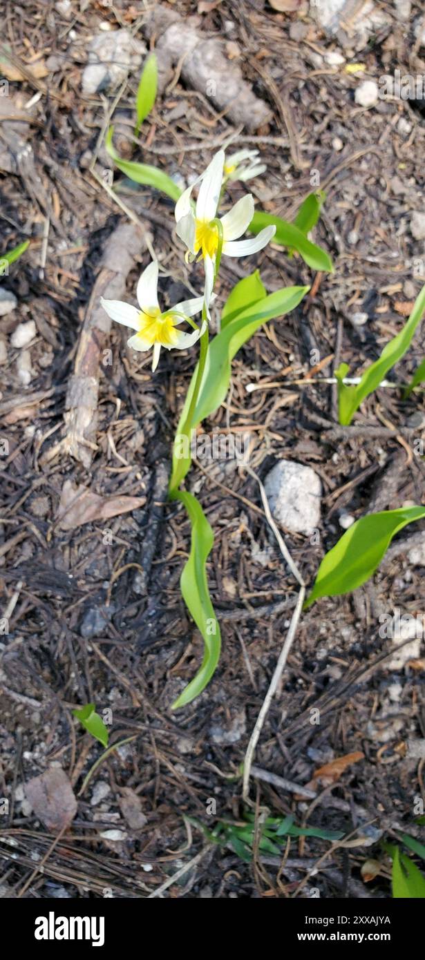 Purple Fawn Lily (Erythronium purpurascens) Plantae Stock Photo - Alamy