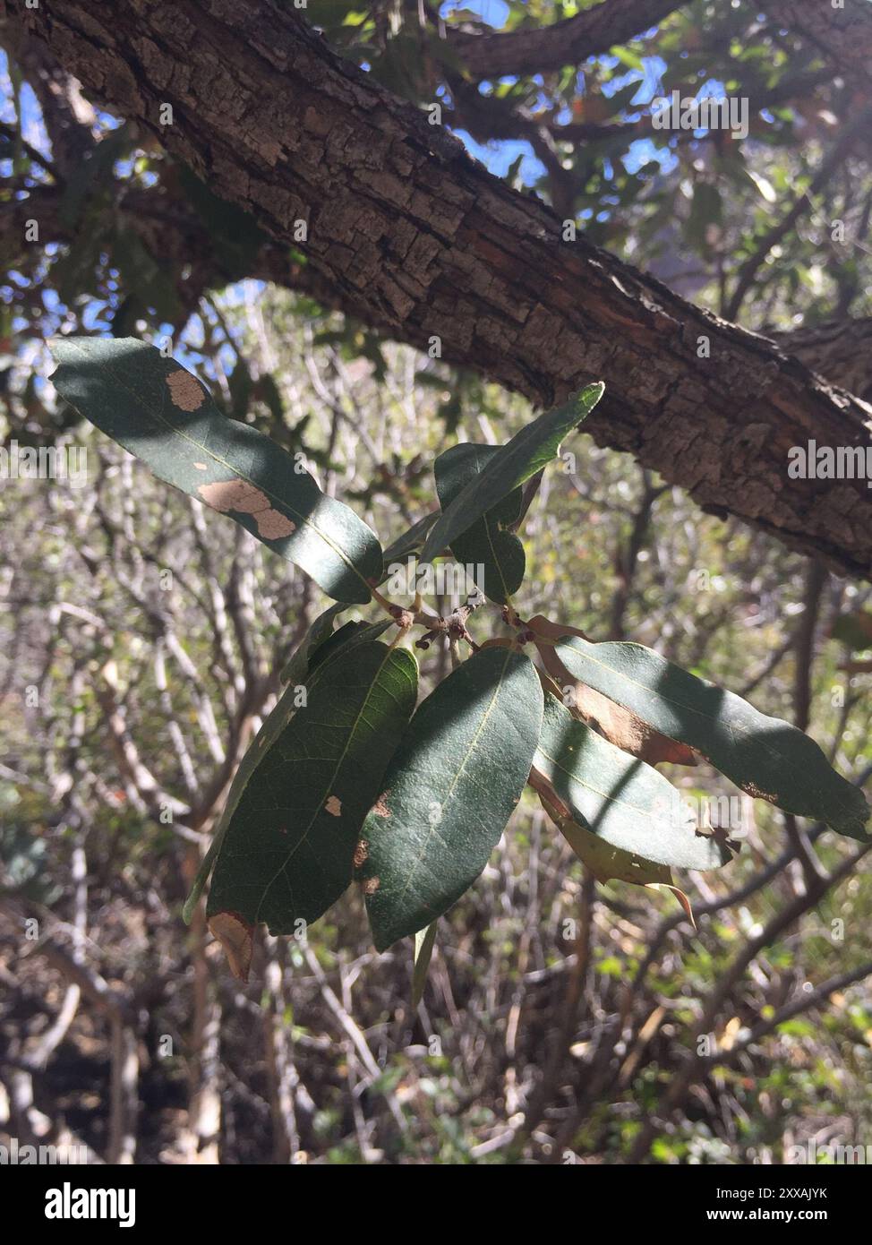 gray oak (Quercus grisea) Plantae Stock Photo - Alamy