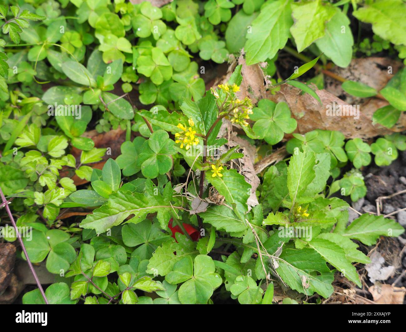 Diverse-leaf Yellowcress (Rorippa indica) Plantae Stock Photo - Alamy