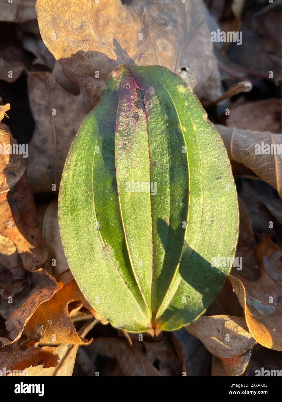 crane-fly orchid (Tipularia discolor) Plantae Stock Photo - Alamy