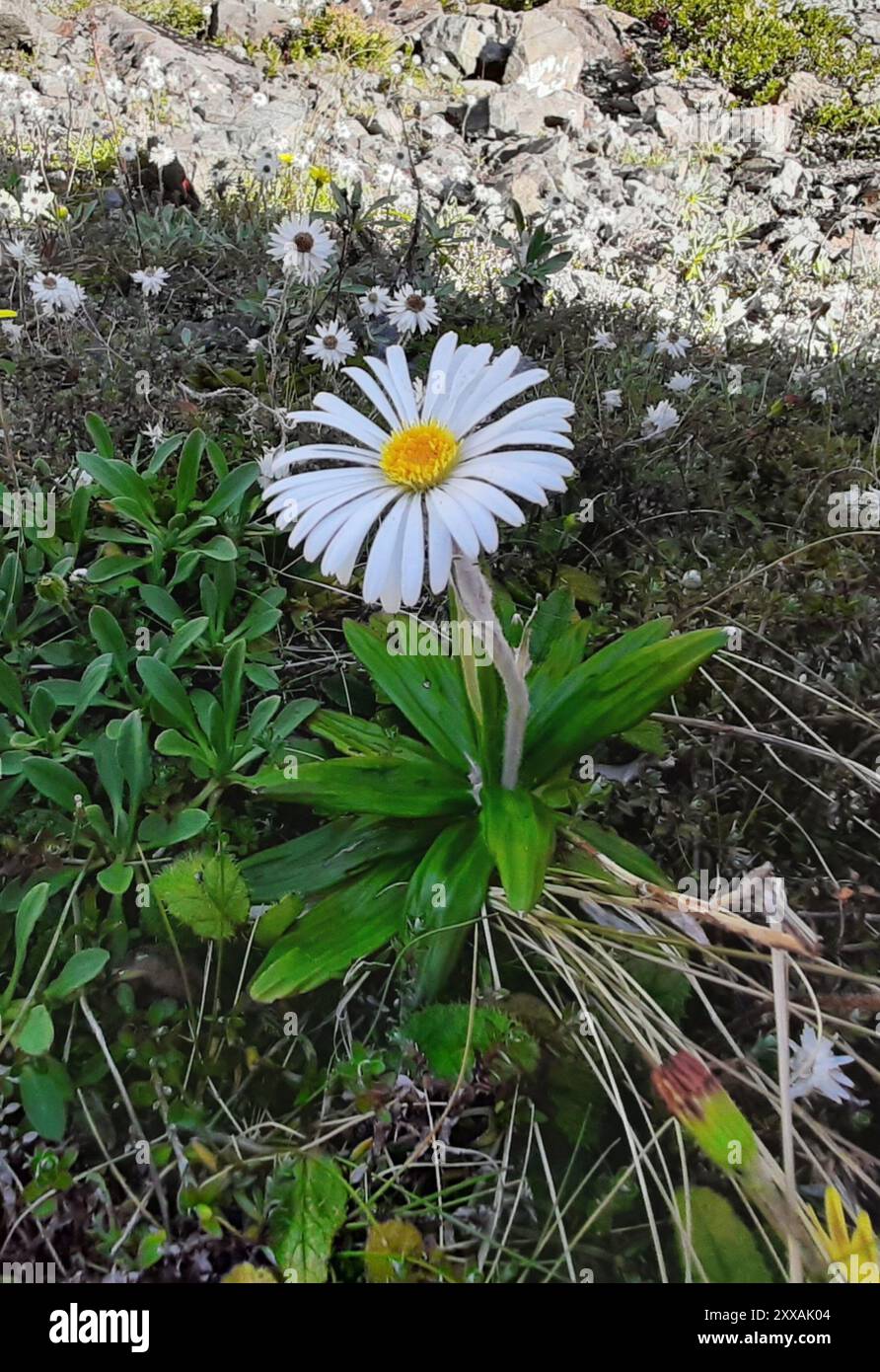 Cotton daisy (Celmisia spectabilis) Plantae Stock Photo - Alamy