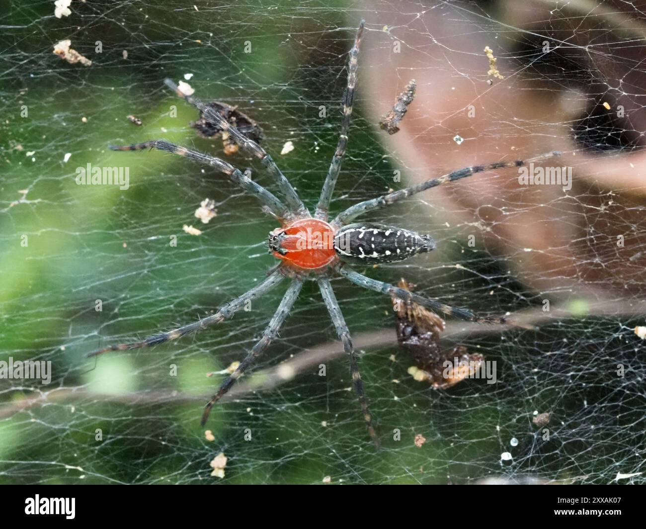 (Aglaoctenus castaneus) Arachnida Stock Photo - Alamy