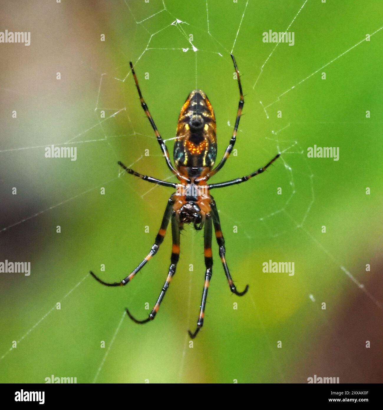 Orchard Spiders and Allies (Leucauge) Arachnida Stock Photo - Alamy