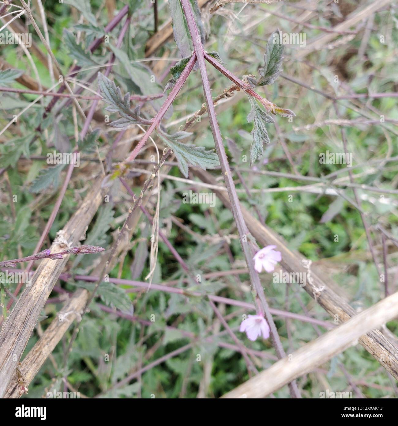 Mint Vervain (Verbena menthifolia) Plantae Stock Photo - Alamy