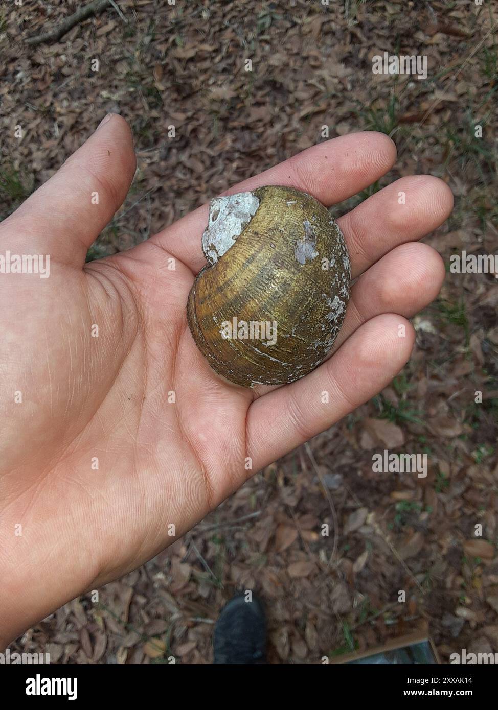 Common Apple Snails (Pomacea) Mollusca Stock Photo - Alamy