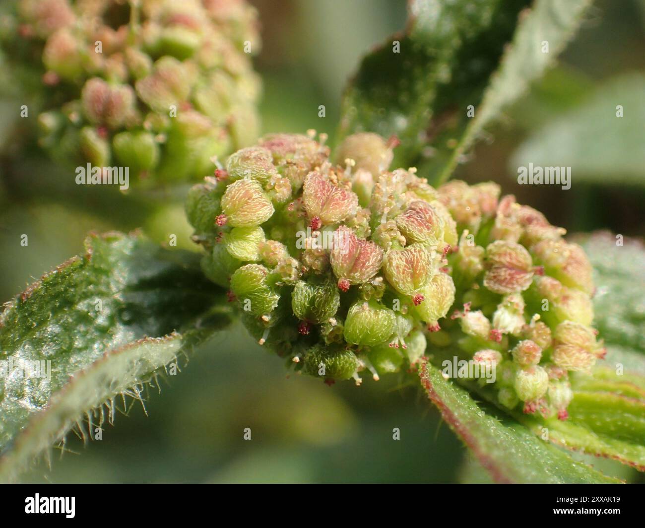 Asthma plant (Euphorbia hirta) Plantae Stock Photo - Alamy