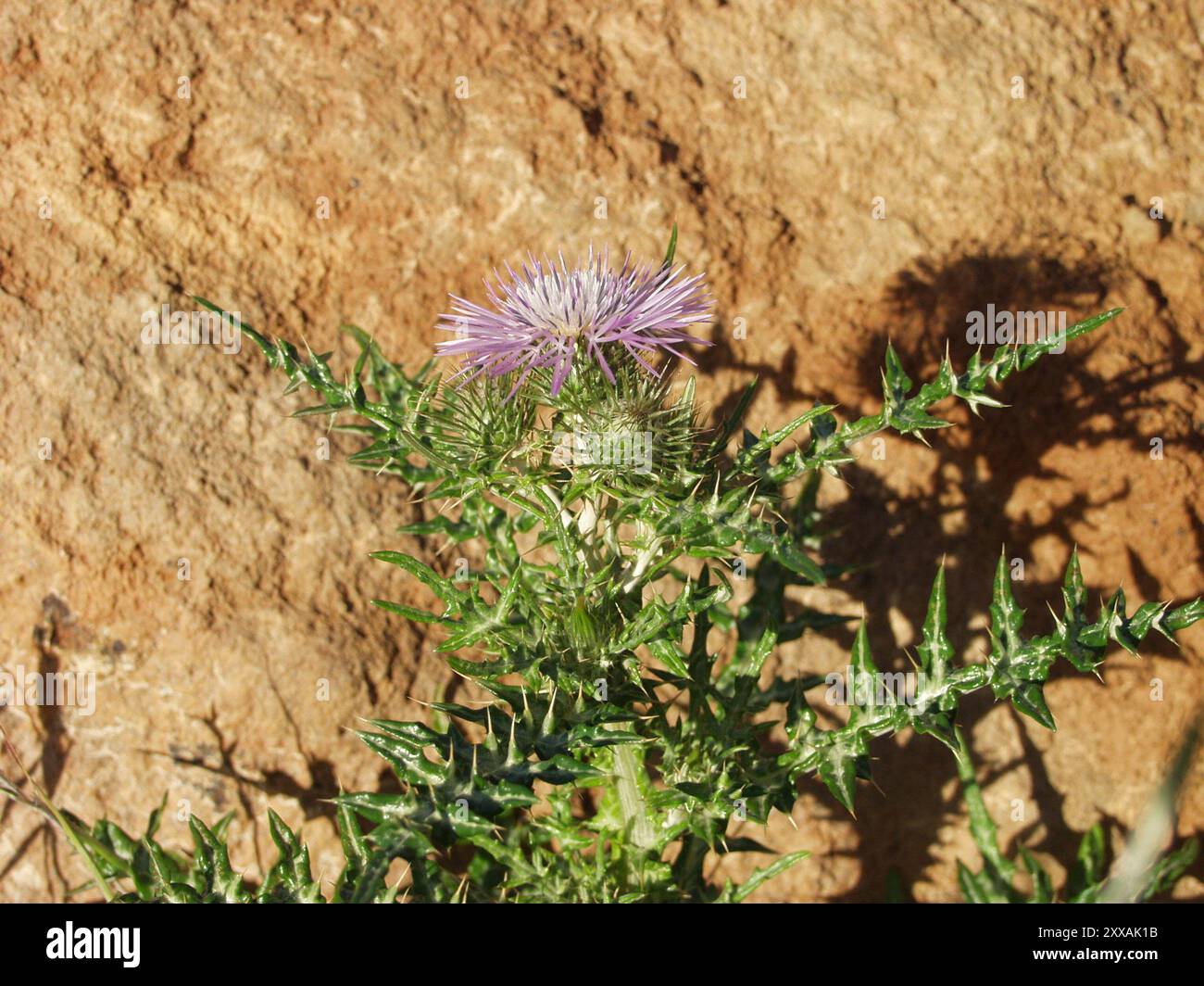 Boar Thistle (Galactites tomentosus) Plantae Stock Photo - Alamy