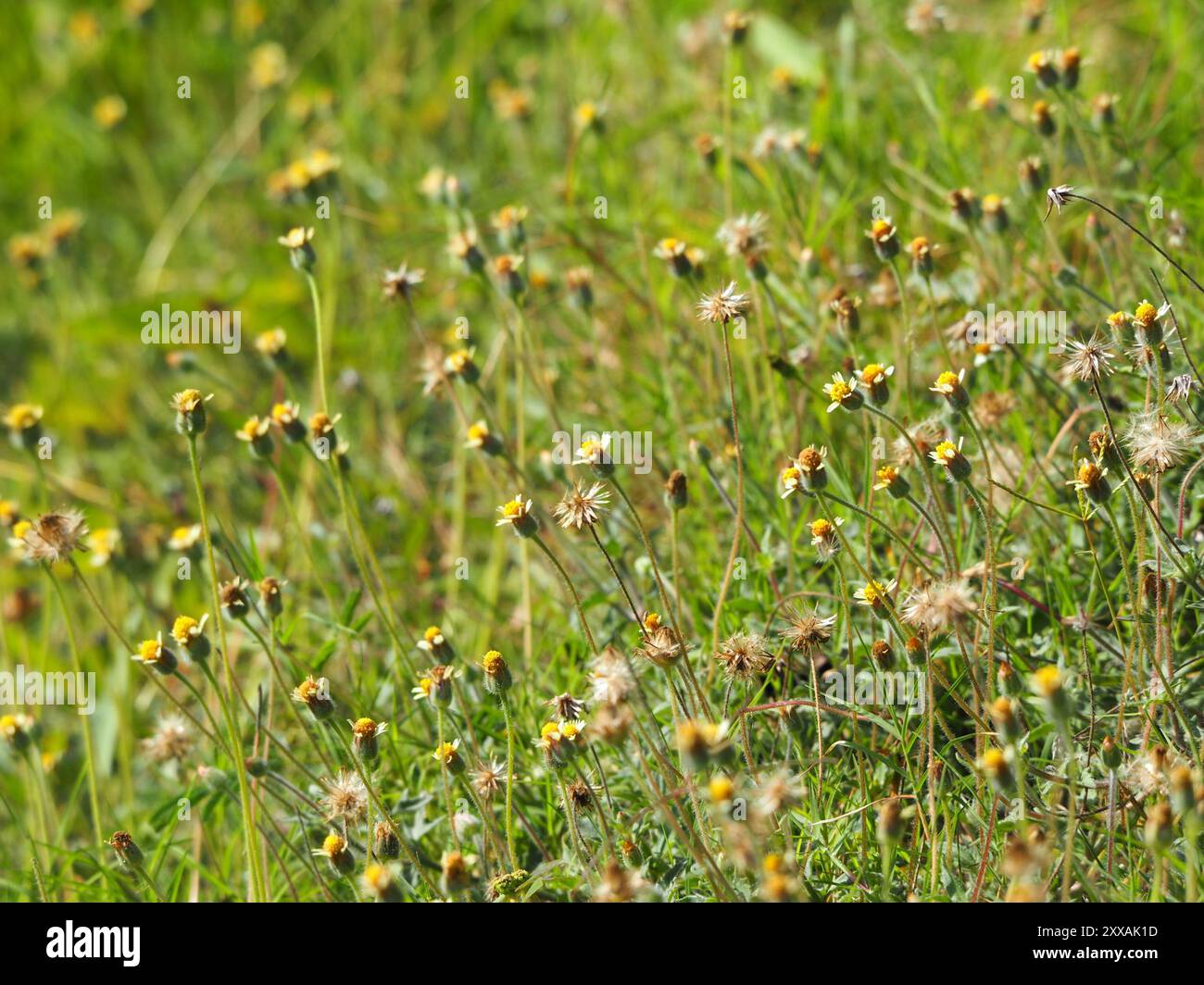 Tridax daisy (Tridax procumbens) Plantae Stock Photo - Alamy
