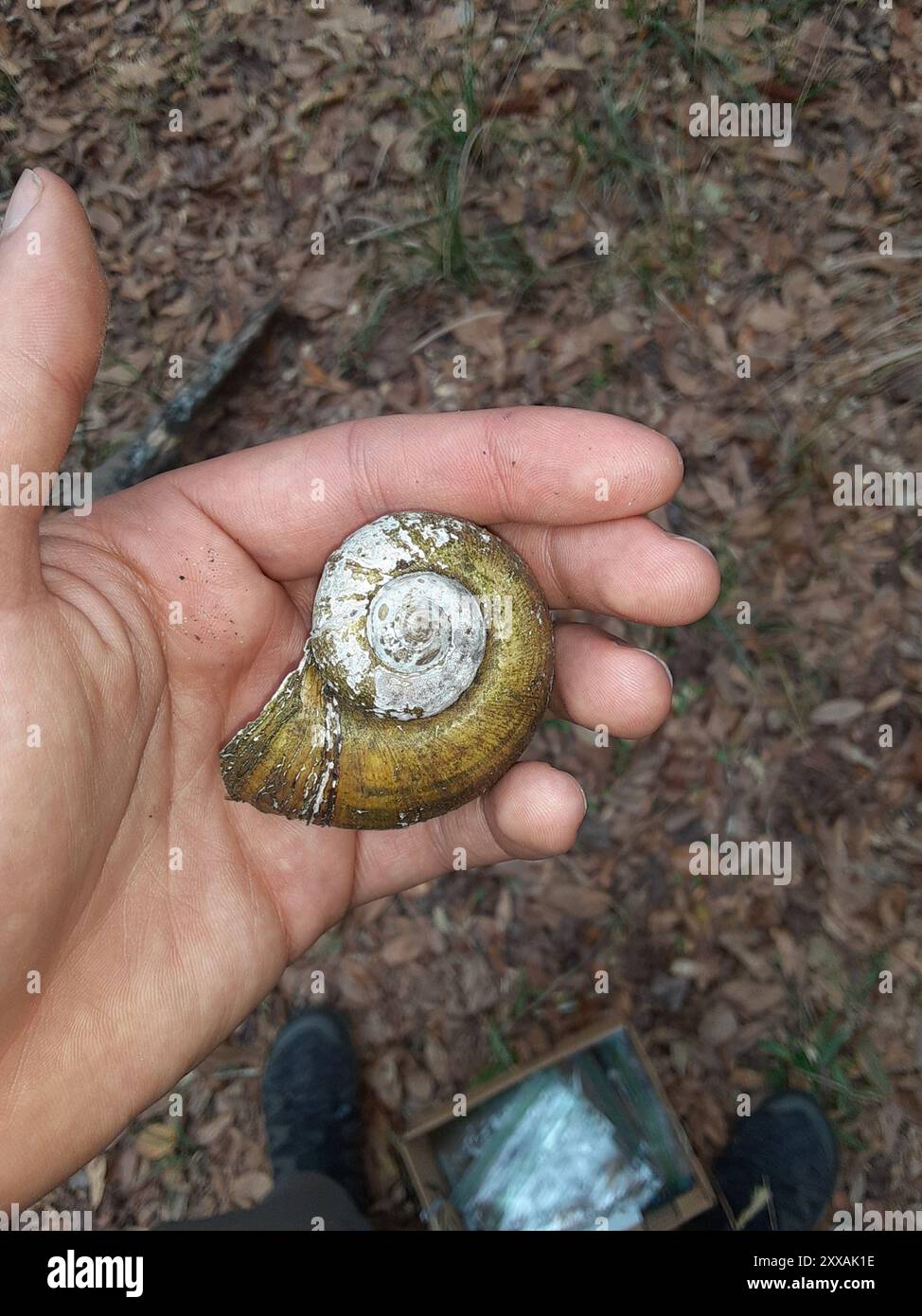Common Apple Snails (Pomacea) Mollusca Stock Photo - Alamy