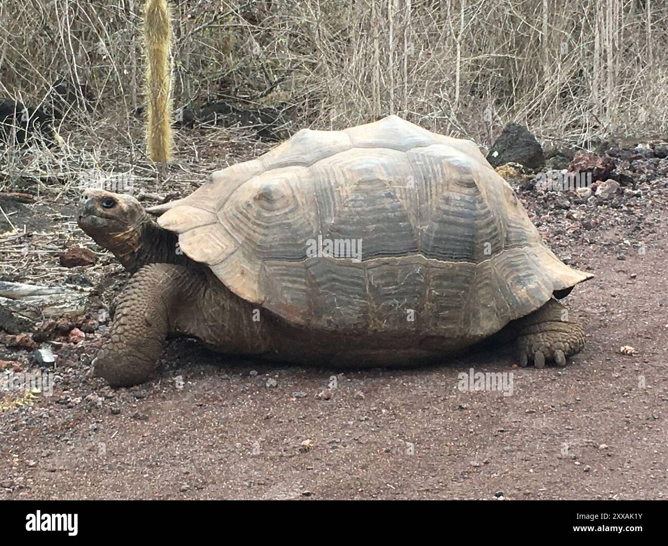 Sierra Negra Giant Tortoise (Chelonoidis niger guntheri) Reptilia Stock ...