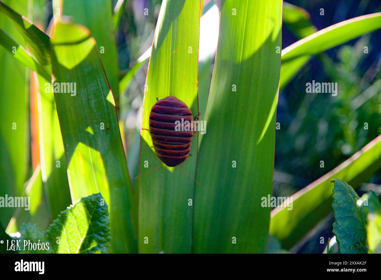 Cape Mountain Cockroach (Aptera fusca) Insecta Stock Photo - Alamy