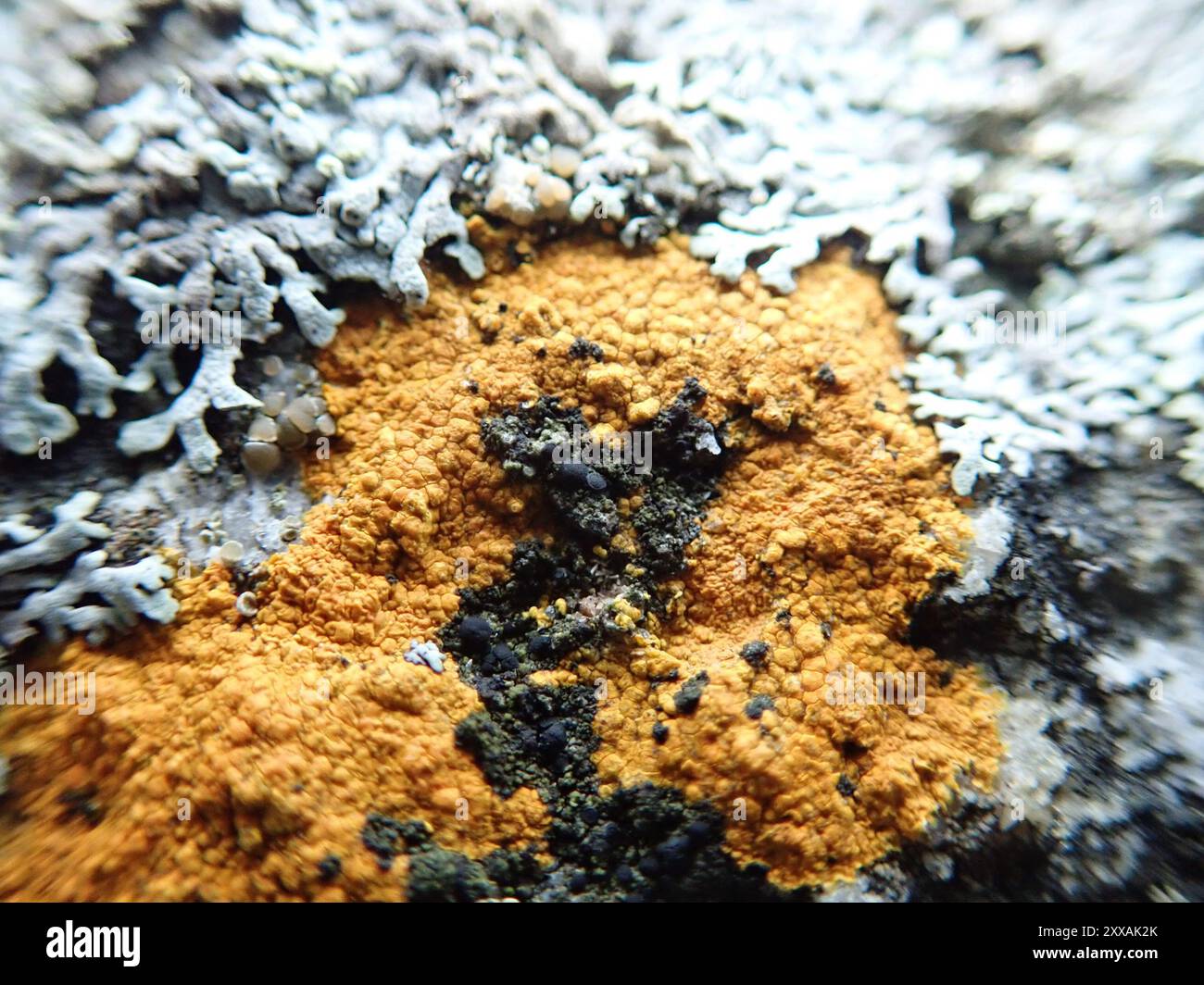 Polycauliona hi-res stock photography and images - Alamy