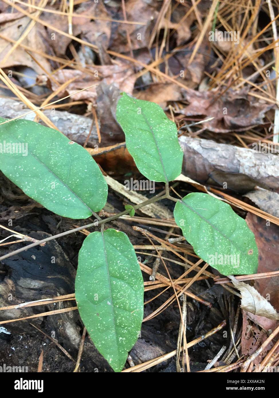 cross vine (Bignonia capreolata) Plantae Stock Photo - Alamy