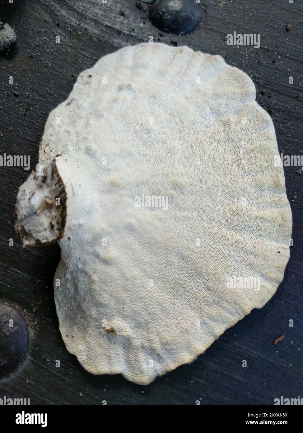 Latte Bracket (Trametes lactinea) Fungi Stock Photo - Alamy