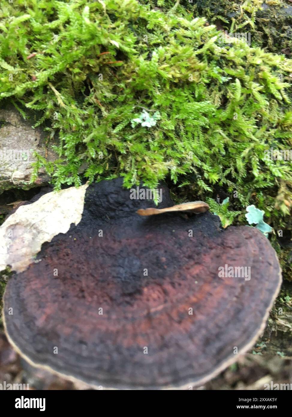 Thin-walled Maze Polypore (Daedaleopsis confragosa) Fungi Stock Photo ...