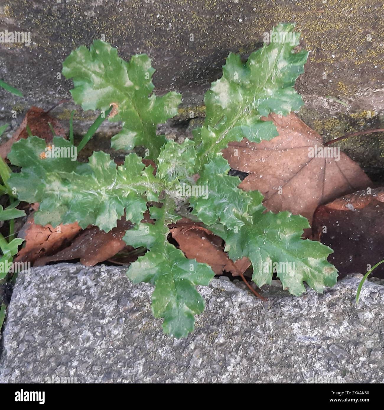 common groundsel (Senecio vulgaris) Plantae Stock Photo - Alamy