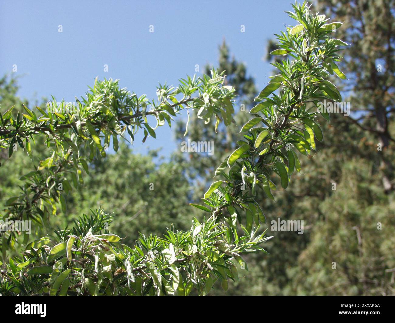 Tree lucerne (Chamaecytisus prolifer) Plantae Stock Photo - Alamy