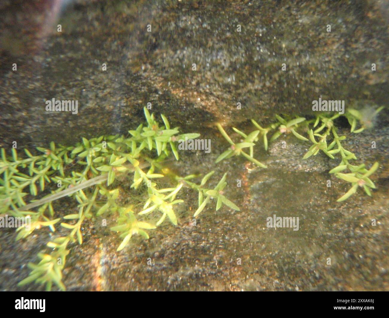 Aquatic pygmyweed (Crassula aquatica) Plantae Stock Photo - Alamy