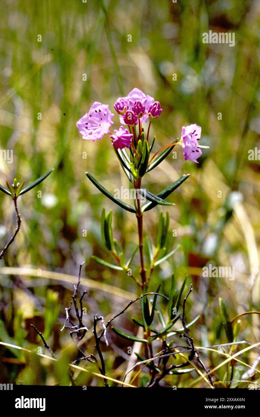 Swamp Laurel (Kalmia polifolia) Plantae Stock Photo - Alamy