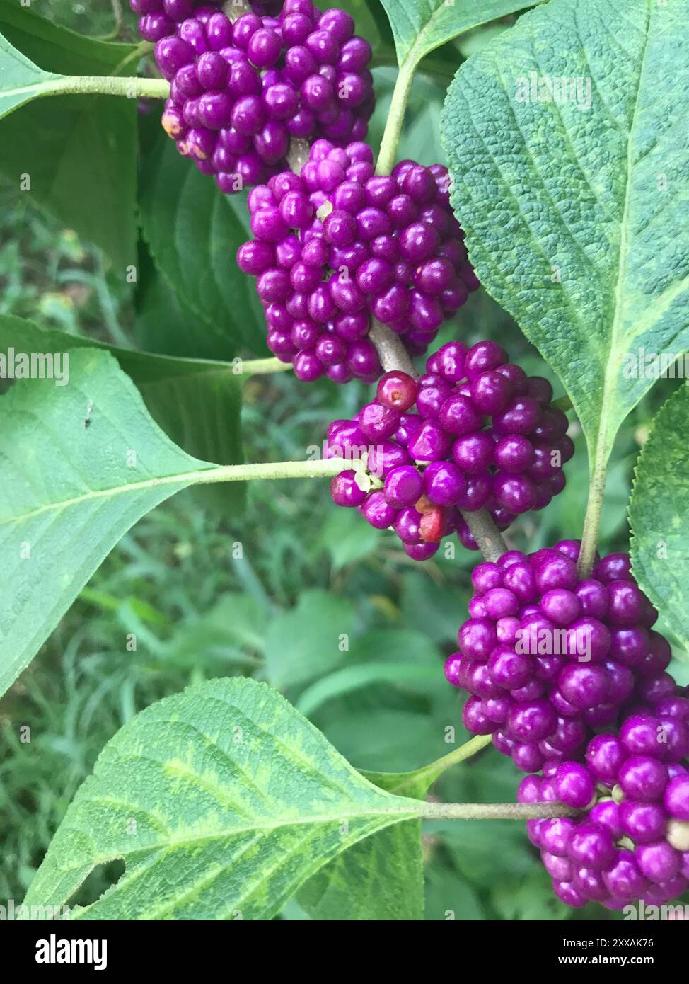 American beautyberry (Callicarpa americana) Plantae Stock Photo - Alamy
