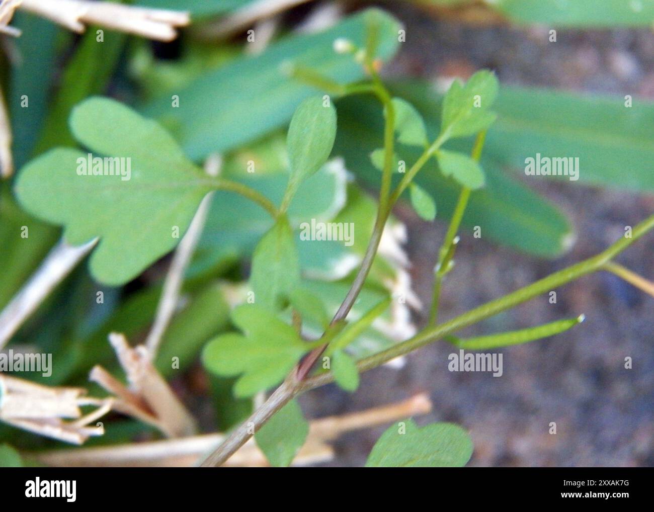 Nursery bittercress (Cardamine occulta) Plantae Stock Photo - Alamy