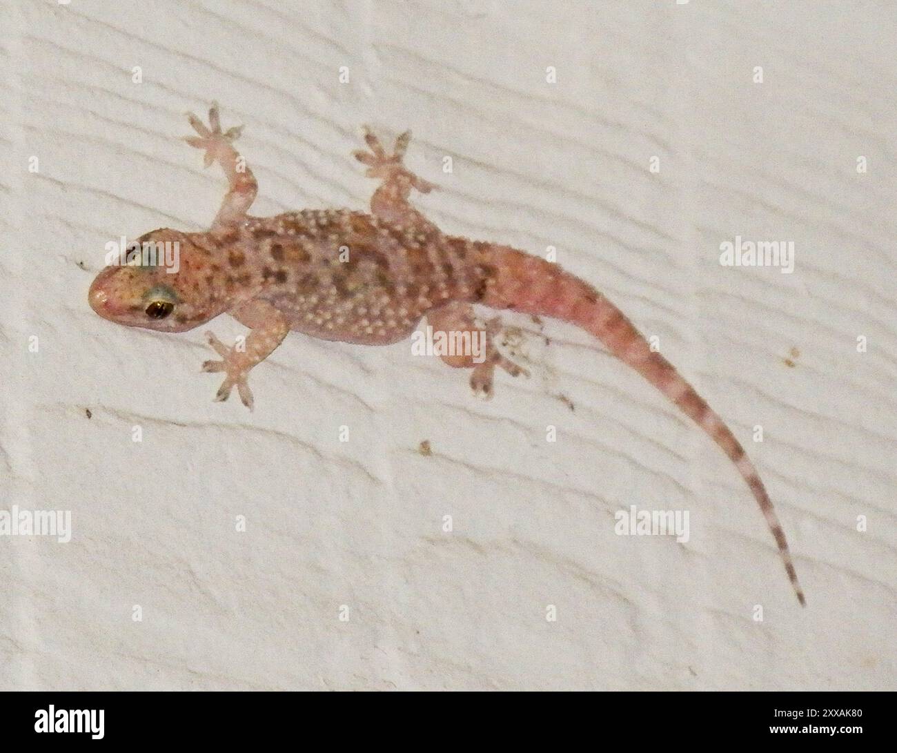 Mediterranean House Gecko (Hemidactylus turcicus) Reptilia Stock Photo ...
