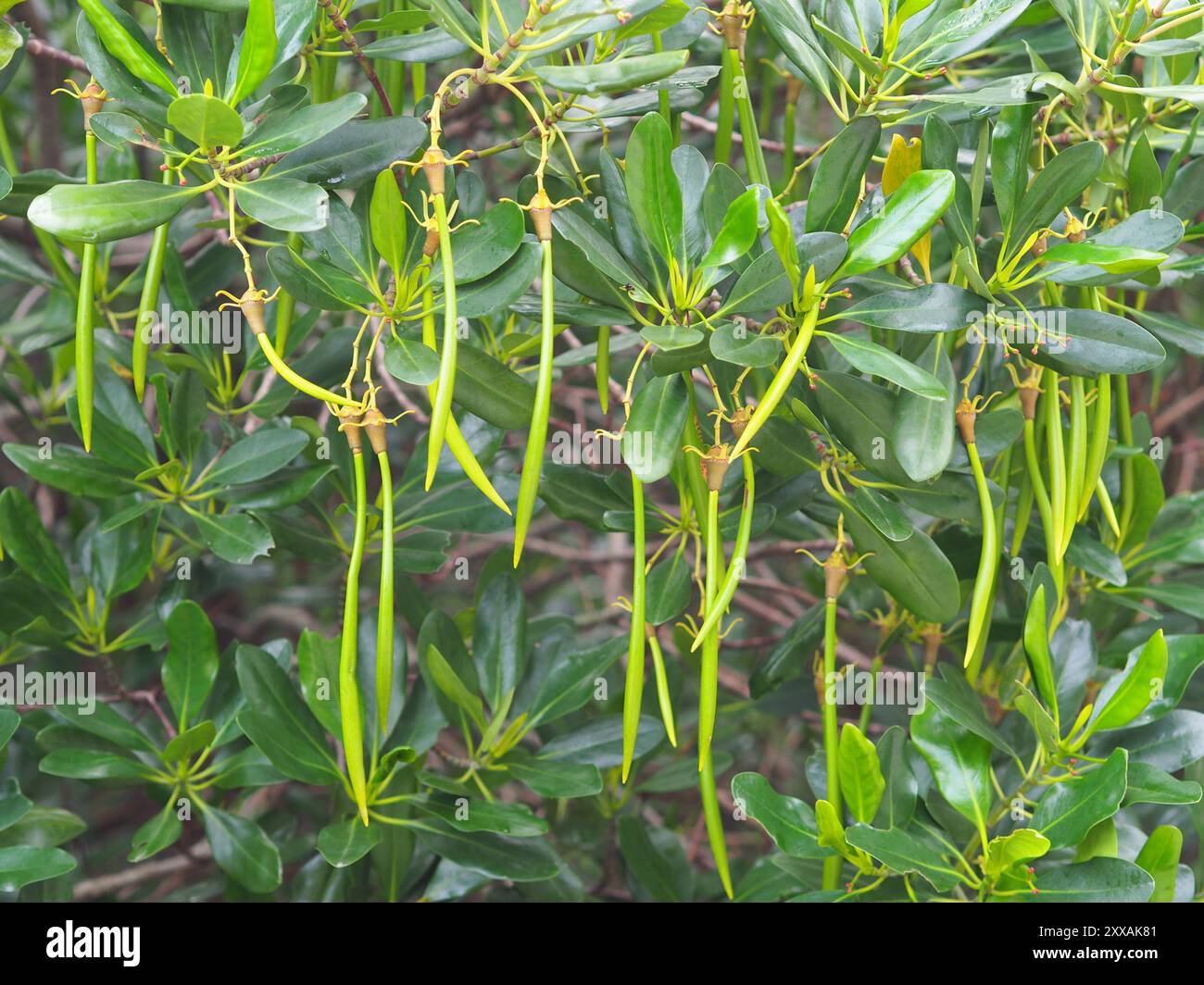 Kandelia obovata hi-res stock photography and images - Alamy